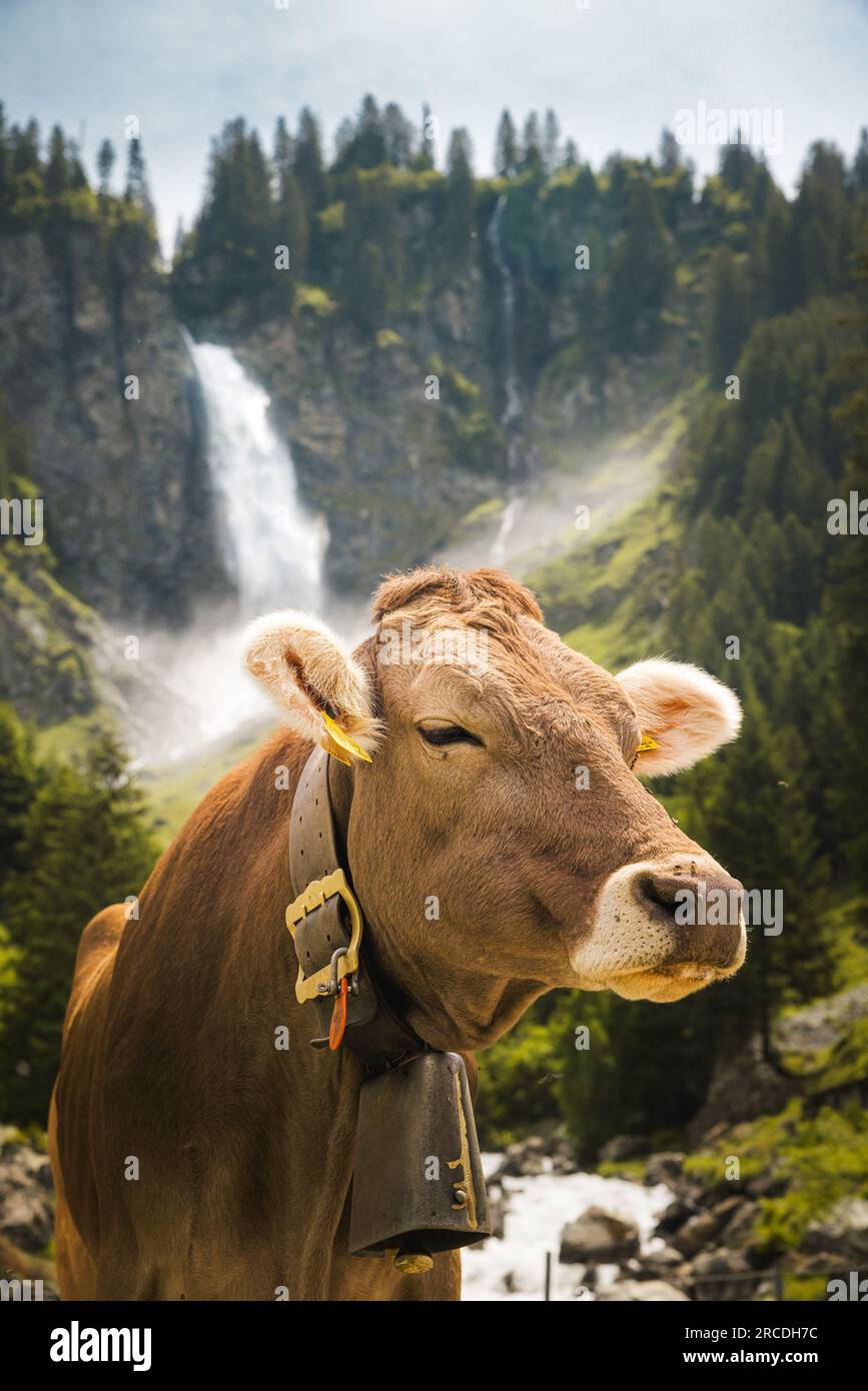 a swiss cow in front of Stäuber Waterfall in Schächental, Uri in summer ...