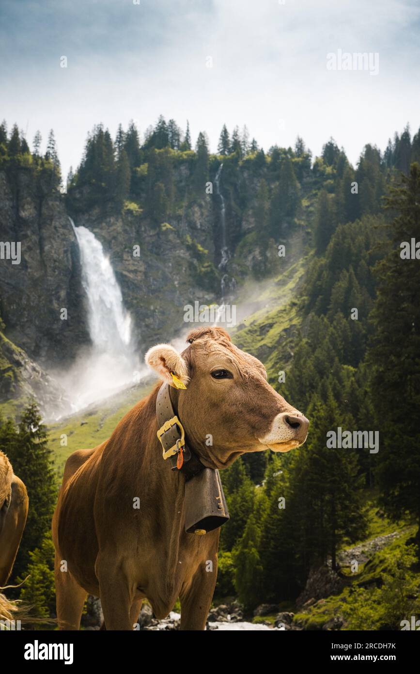 Swiss braunvieh breed hi-res stock photography and images - Alamy