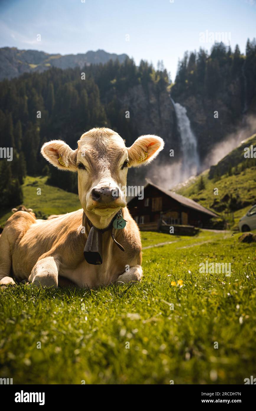 portrait of a swiss cow on a alpine meadow in front of a waterfall ...