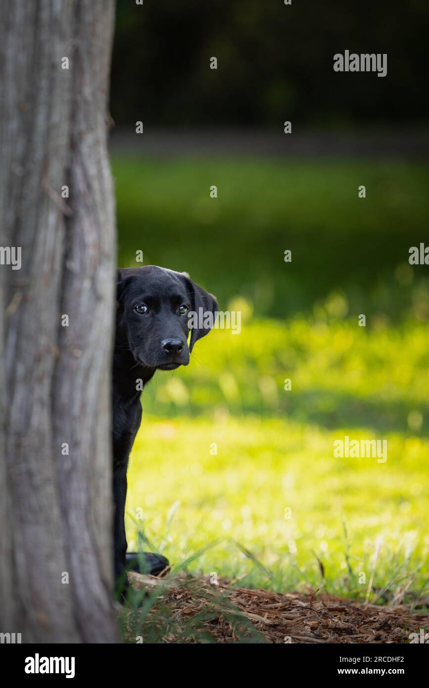 Sunlight peering hi-res stock photography and images - Alamy
