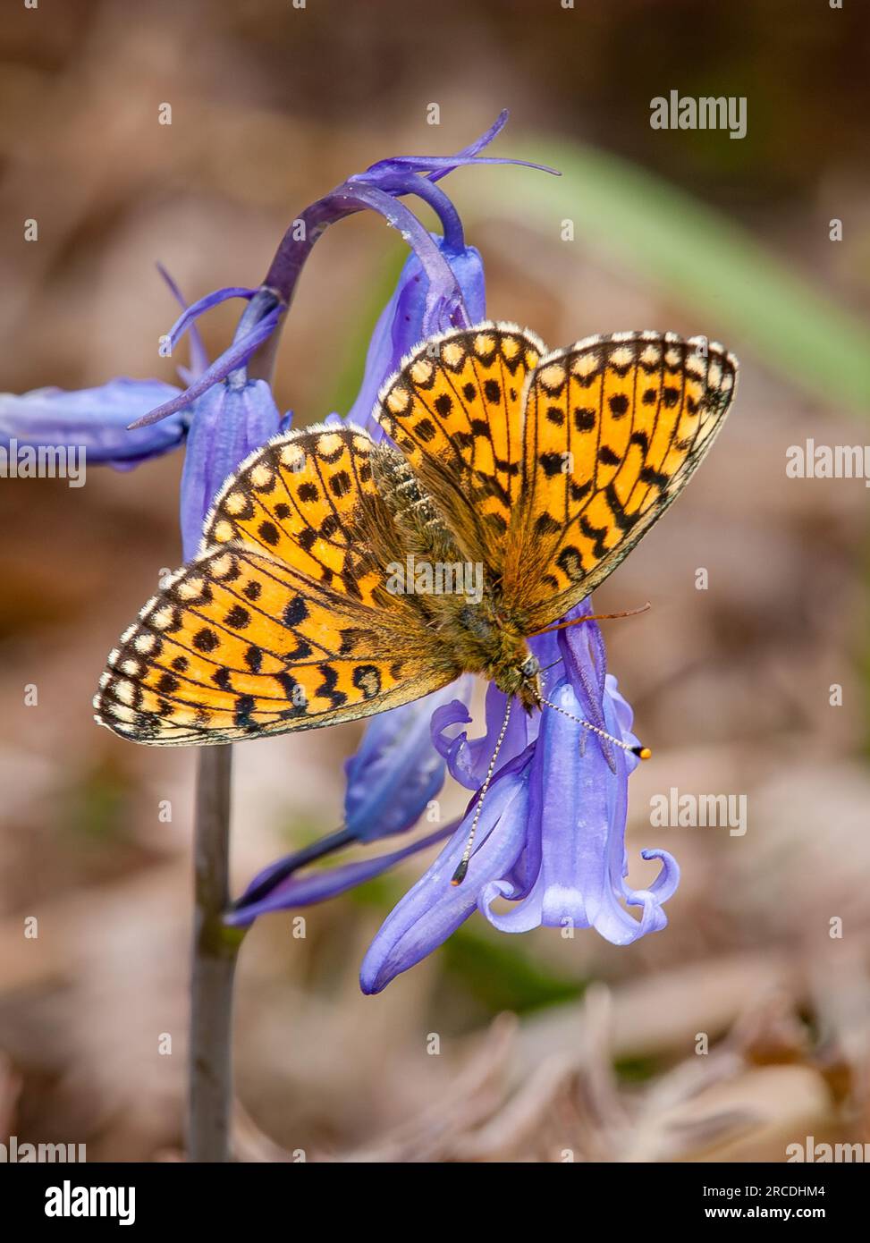 Small Pearl-bordered Fritillary Boloria selene on Bluebell flower in a ...