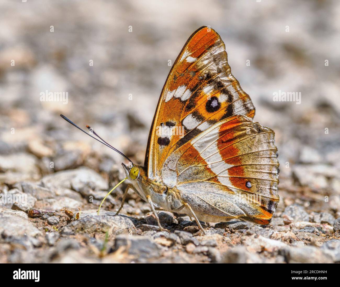 Male Purple Emperor Apatura iris revealing his gorgeous underwings ...