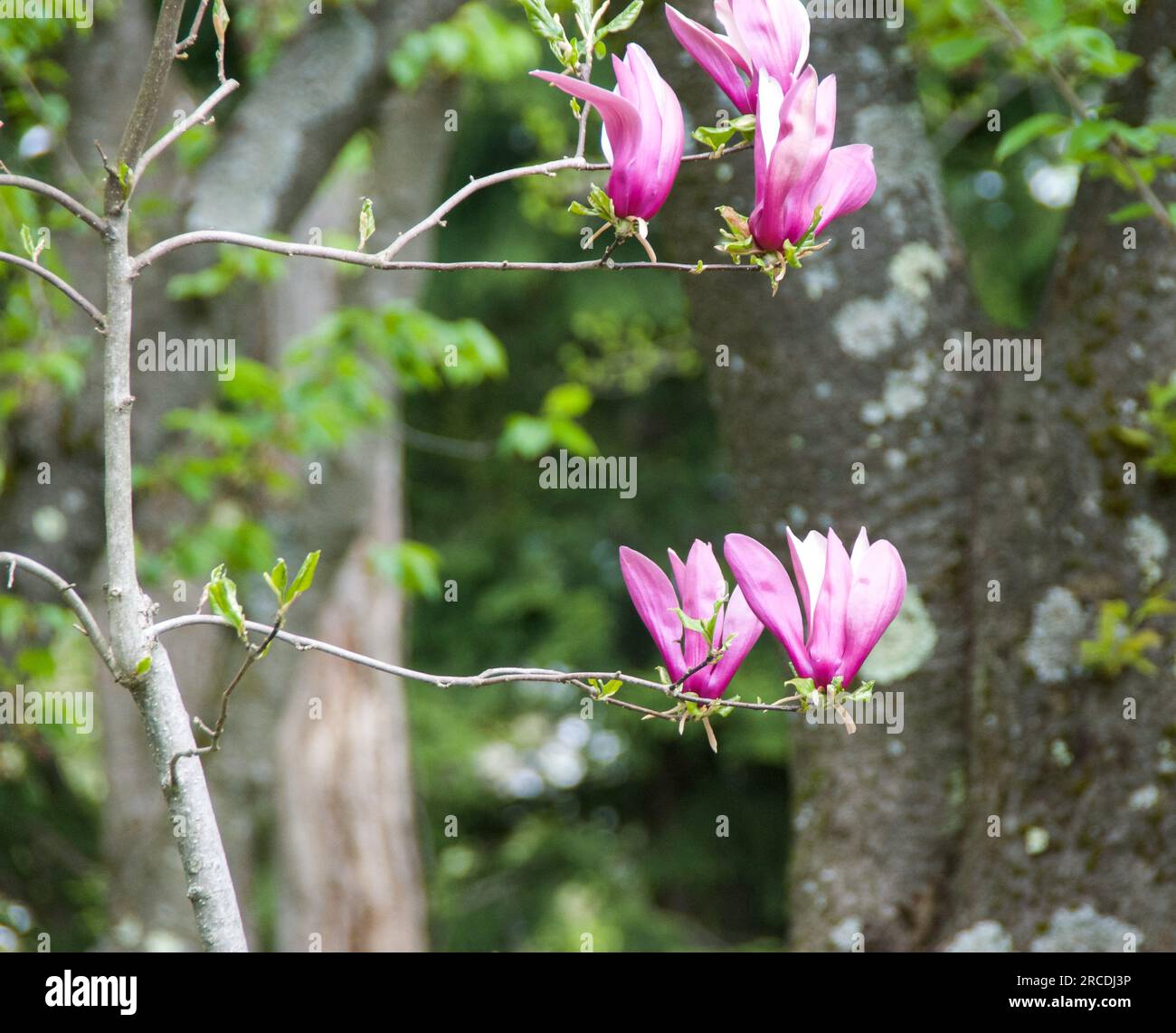 Beautiful magnolias at Hirosaki Castle gardens in Japan Stock Photo - Alamy