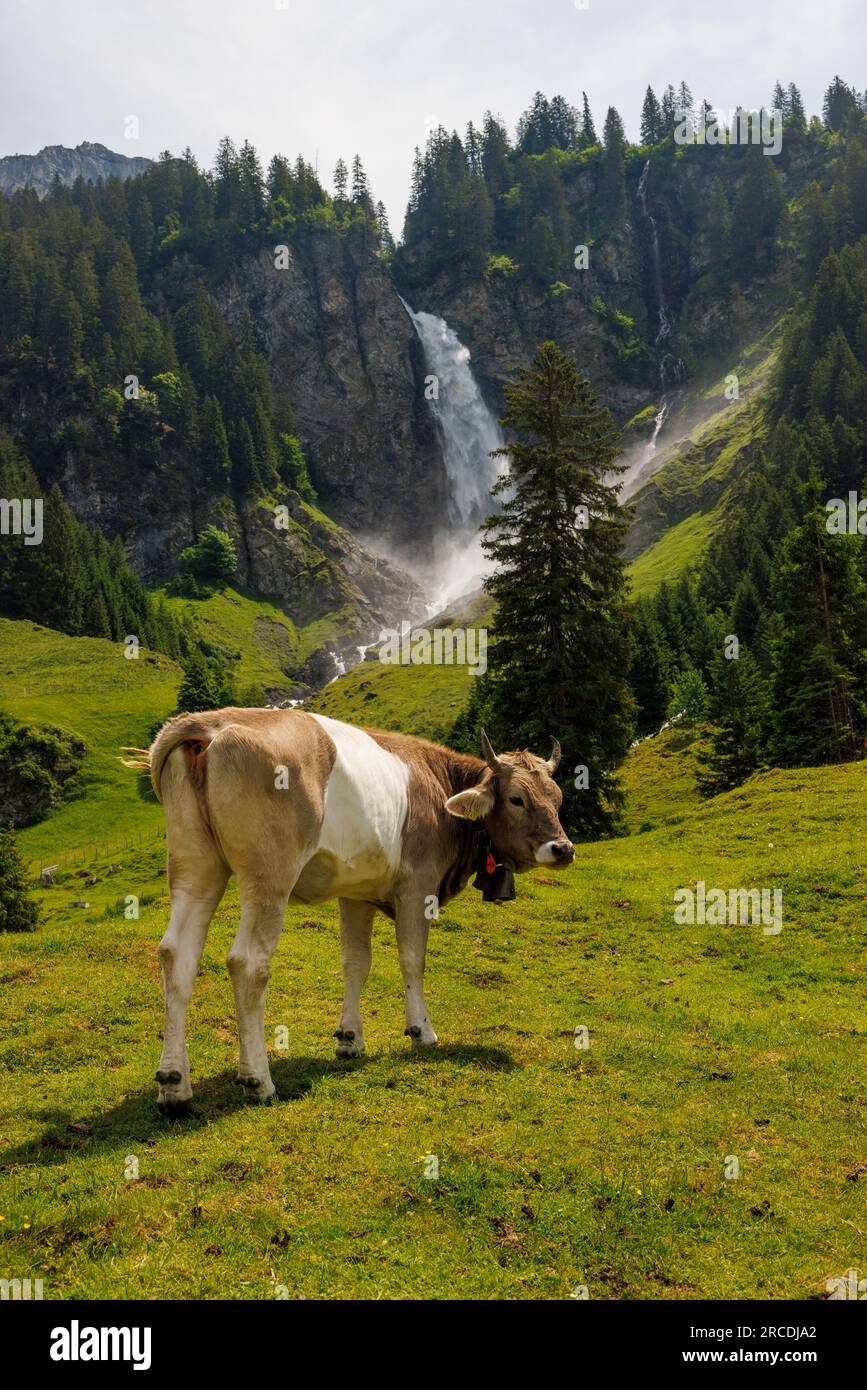 swiss cow on an alpine meadow in summer in front of Stäuber Waterfall ...