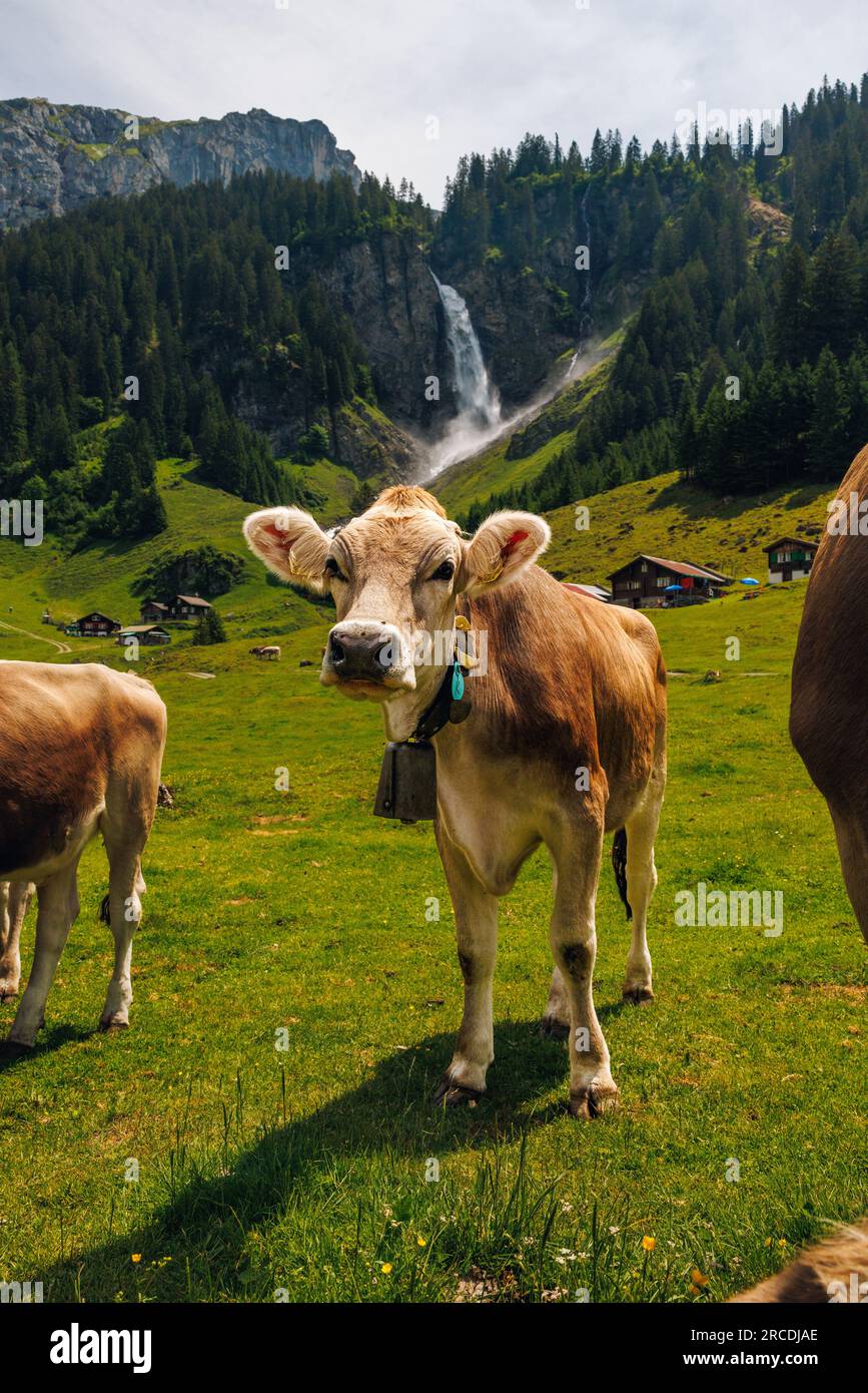 swiss cow lying in front of Stäuber Waterfall, Uri Stock Photo - Alamy
