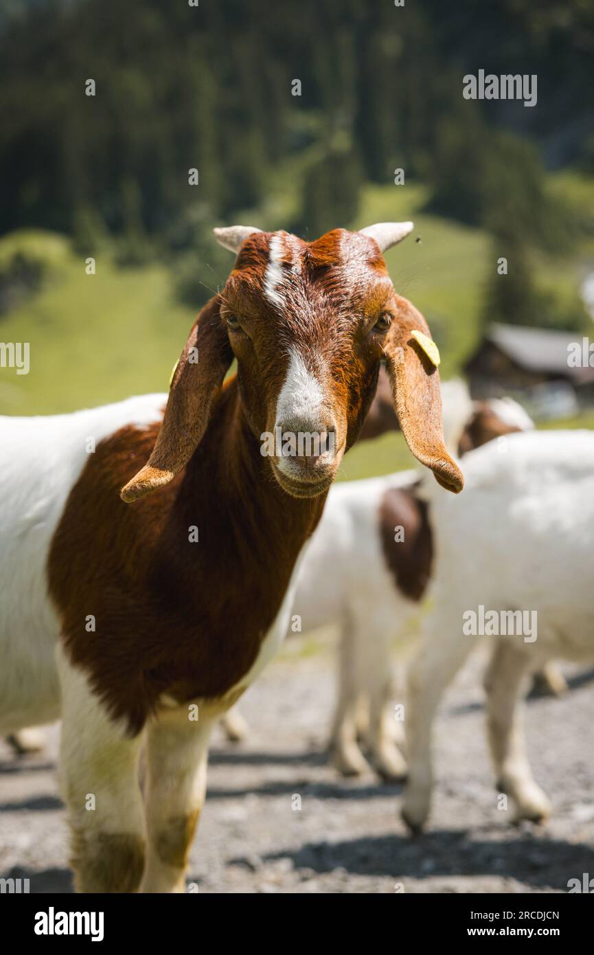 portrait of a swiss goat on a alpine meadow in front of a waterfall ...