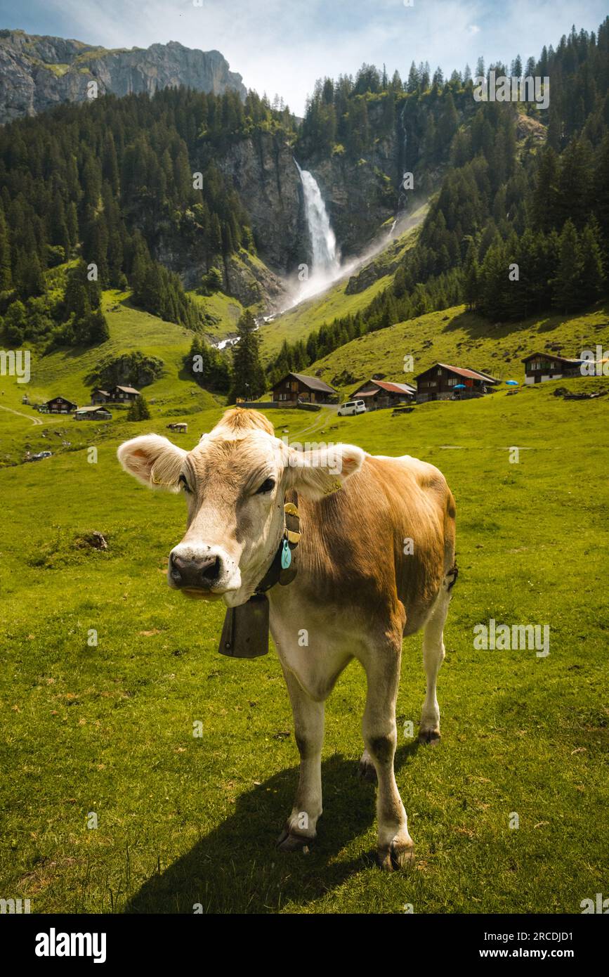 portrait of a swiss cow on a alpine meadow in front of a waterfall ...