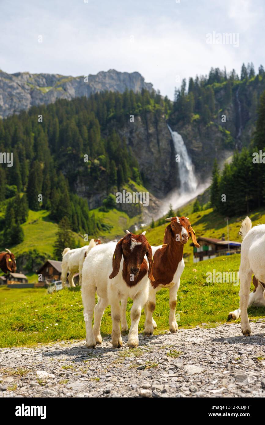 swiss goats on a alpine meadow in front of a waterfall Stock Photo - Alamy