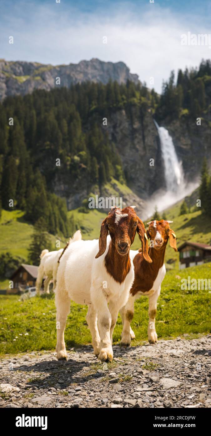 swiss goats on a alpine meadow in front of a waterfall Stock Photo - Alamy