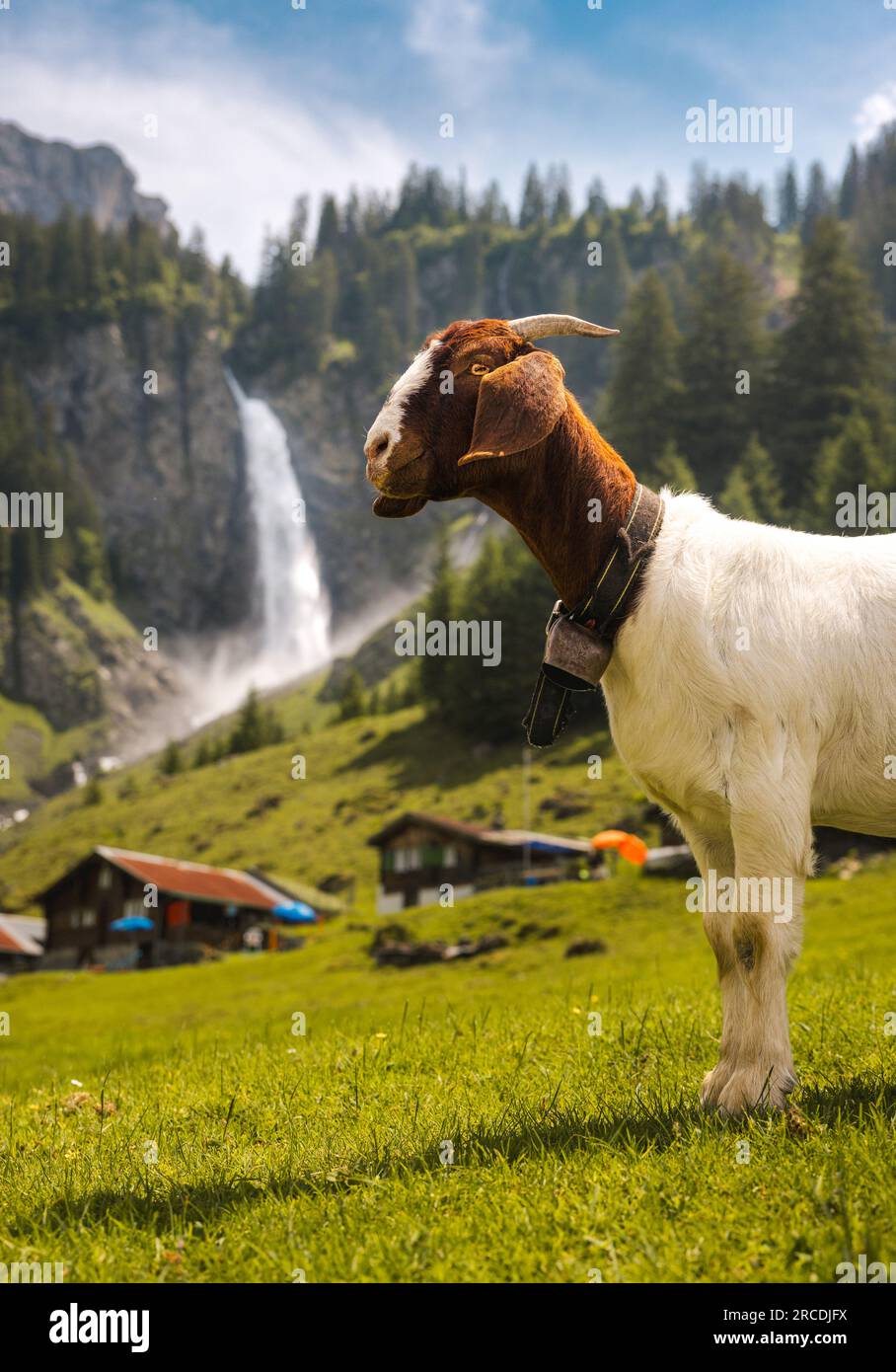 portrait of a swiss goat on a alpine meadow in front of a waterfall ...