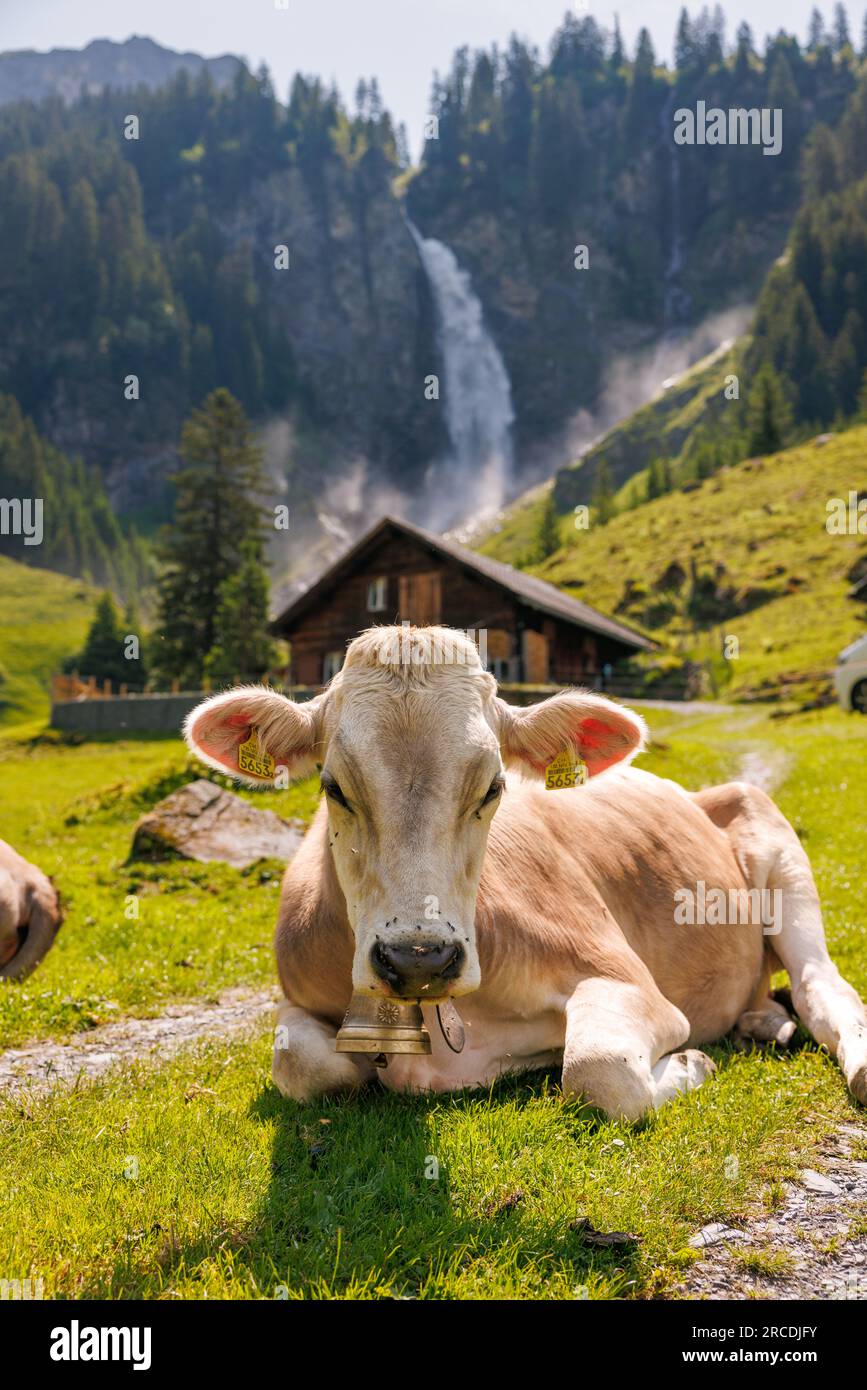 portrait of a swiss cow on a alpine meadow in front of a waterfall ...