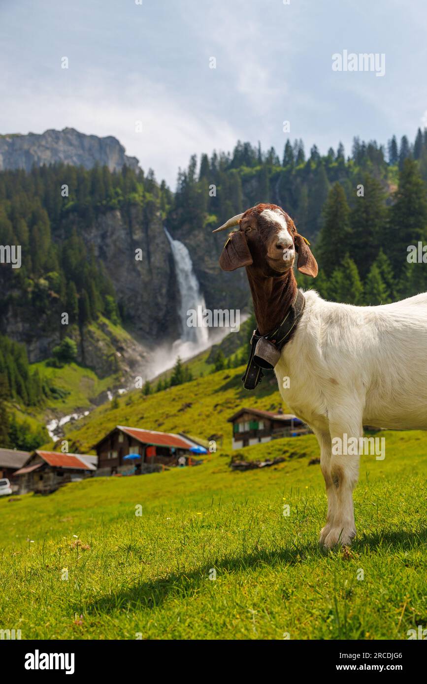 Swiss Alpine Goat
