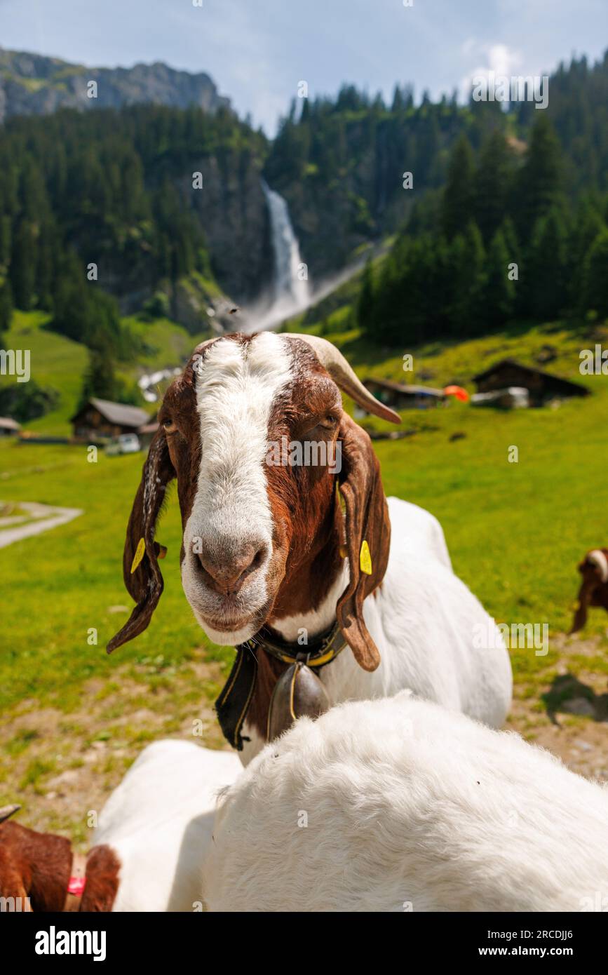 portrait of a swiss goat on a alpine meadow in front of a waterfall ...
