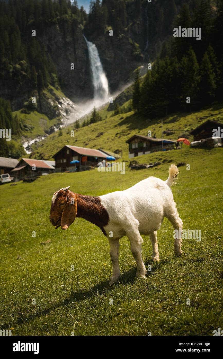 swiss goat on a alpine meadow in front of a waterfall Stock Photo - Alamy