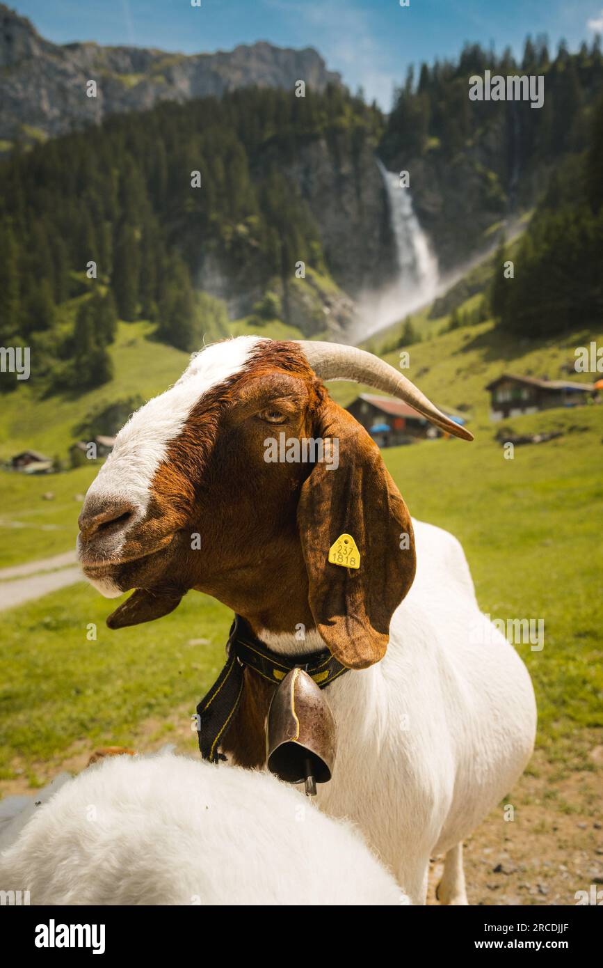 portrait of a swiss goat on a alpine meadow in front of a waterfall ...