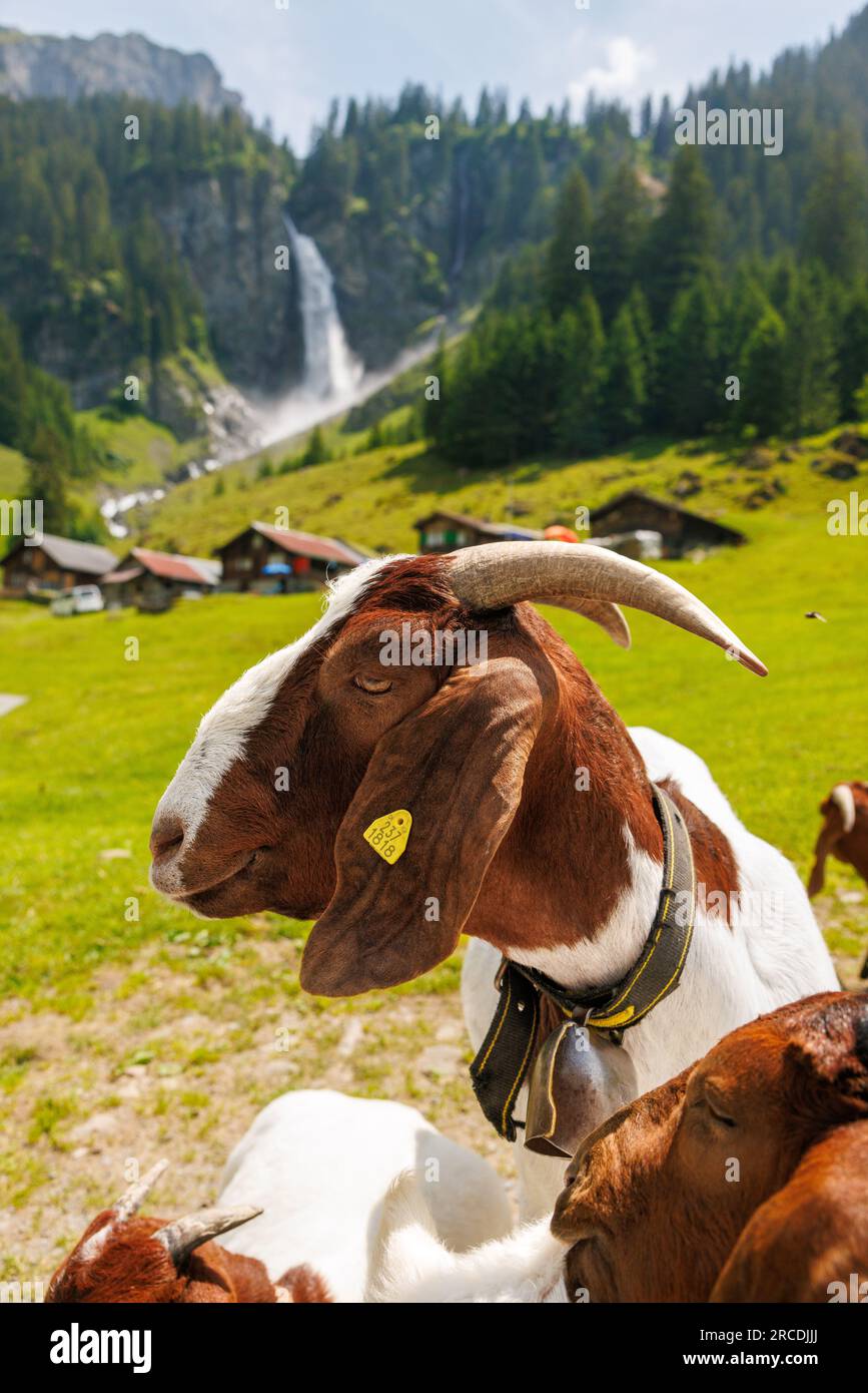 portrait of a swiss goat on a alpine meadow in front of a waterfall ...