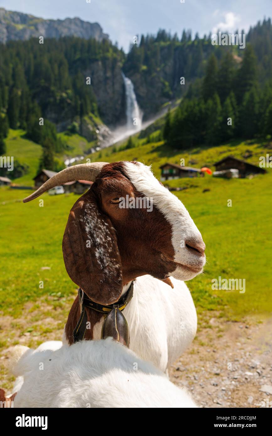 Swiss Alpine Goat