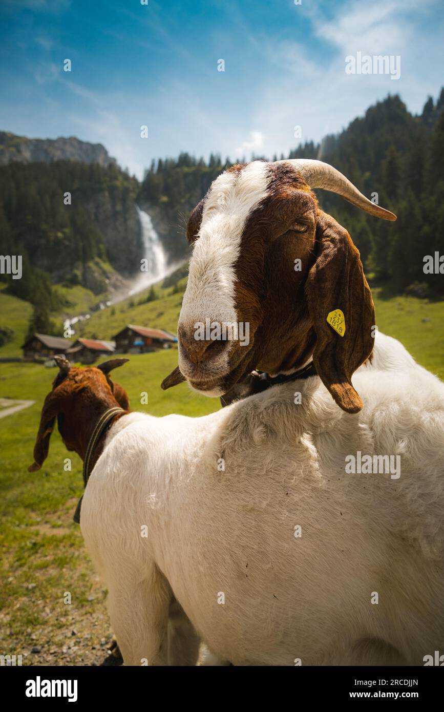 portrait of a swiss goat on a alpine meadow in front of a waterfall ...