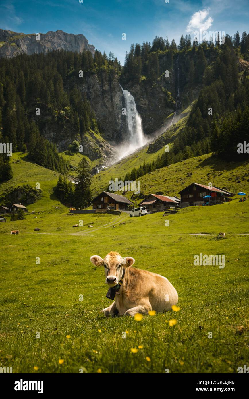 swiss cow lying in front of Stäuber Waterfall, Uri Stock Photo - Alamy