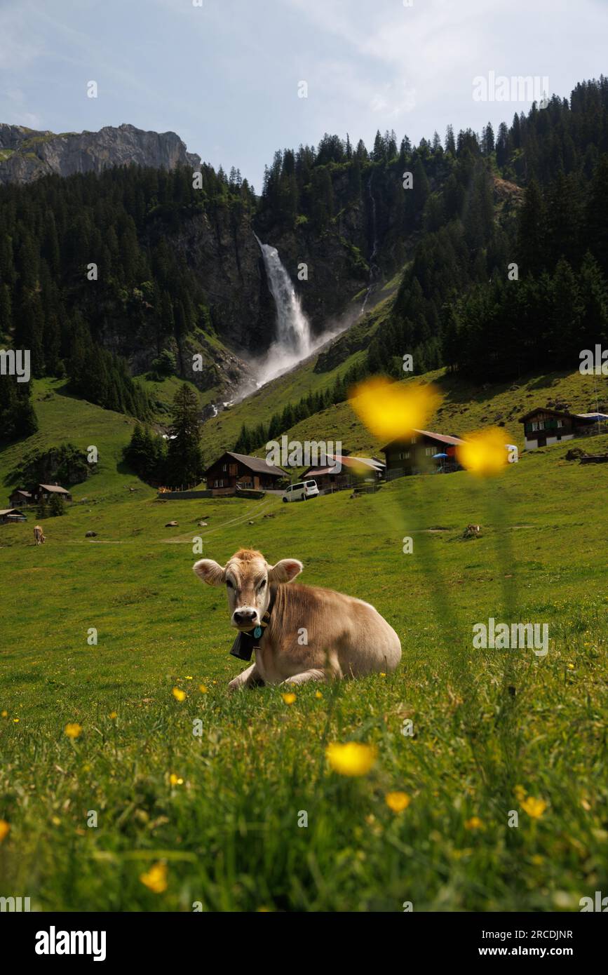 swiss cow lying in front of Stäuber Waterfall, Uri Stock Photo - Alamy