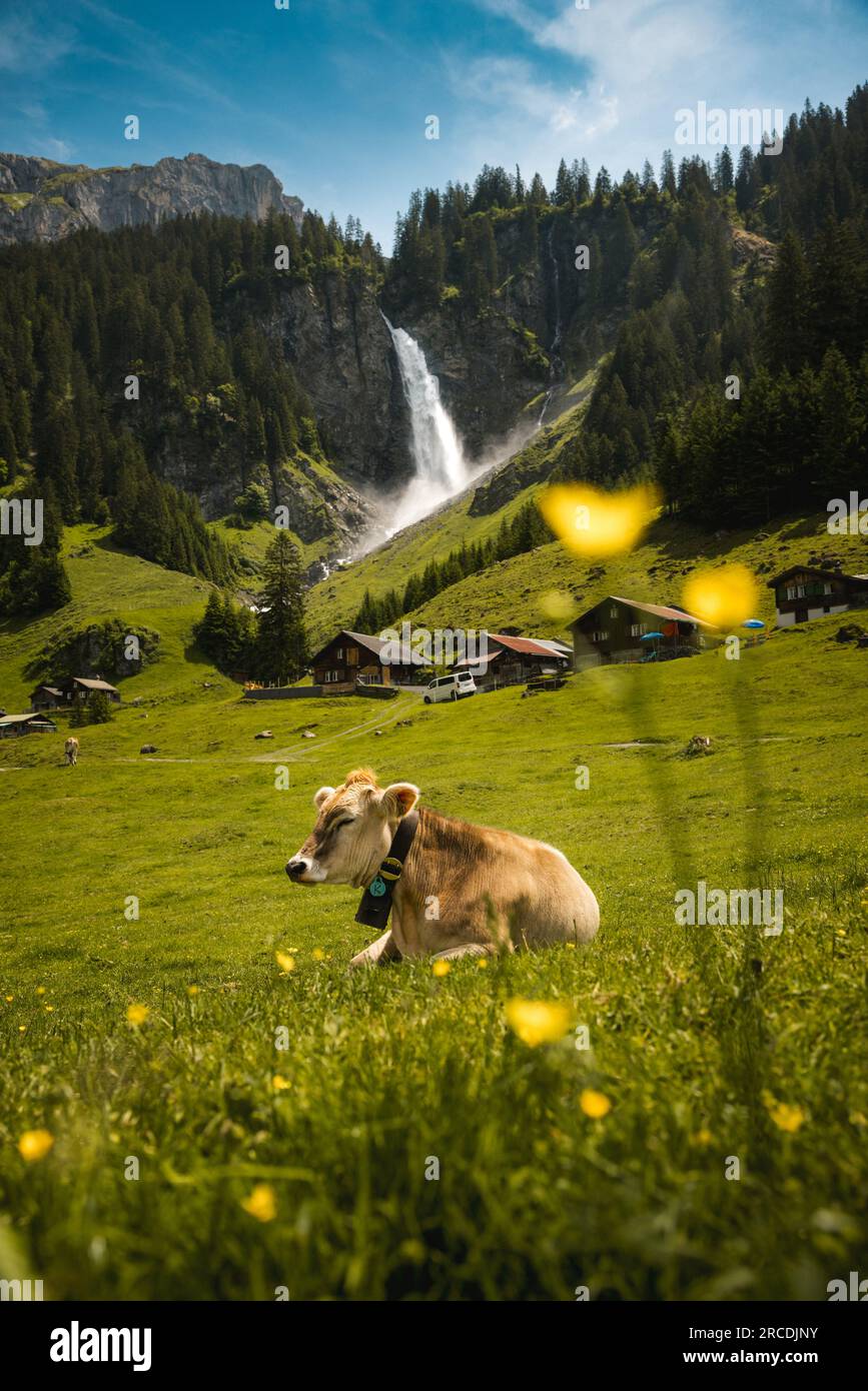 swiss cow lying in front of Stäuber Waterfall, Uri Stock Photo - Alamy