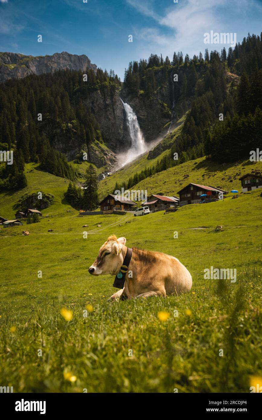 swiss cow lying in front of Stäuber Waterfall, Uri Stock Photo - Alamy