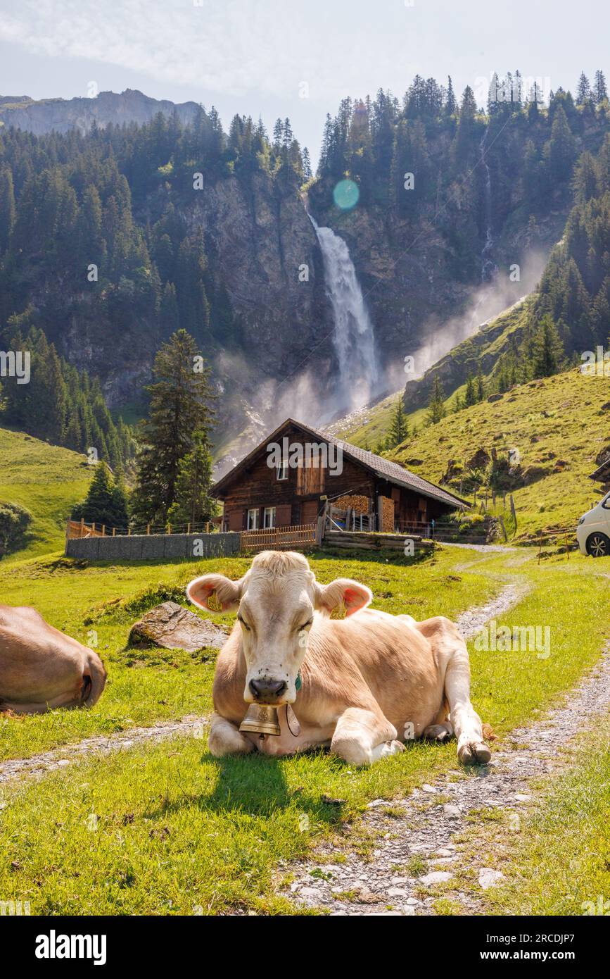 swiss cow on an alpine meadow in summer in front of Stäuber Waterfall ...