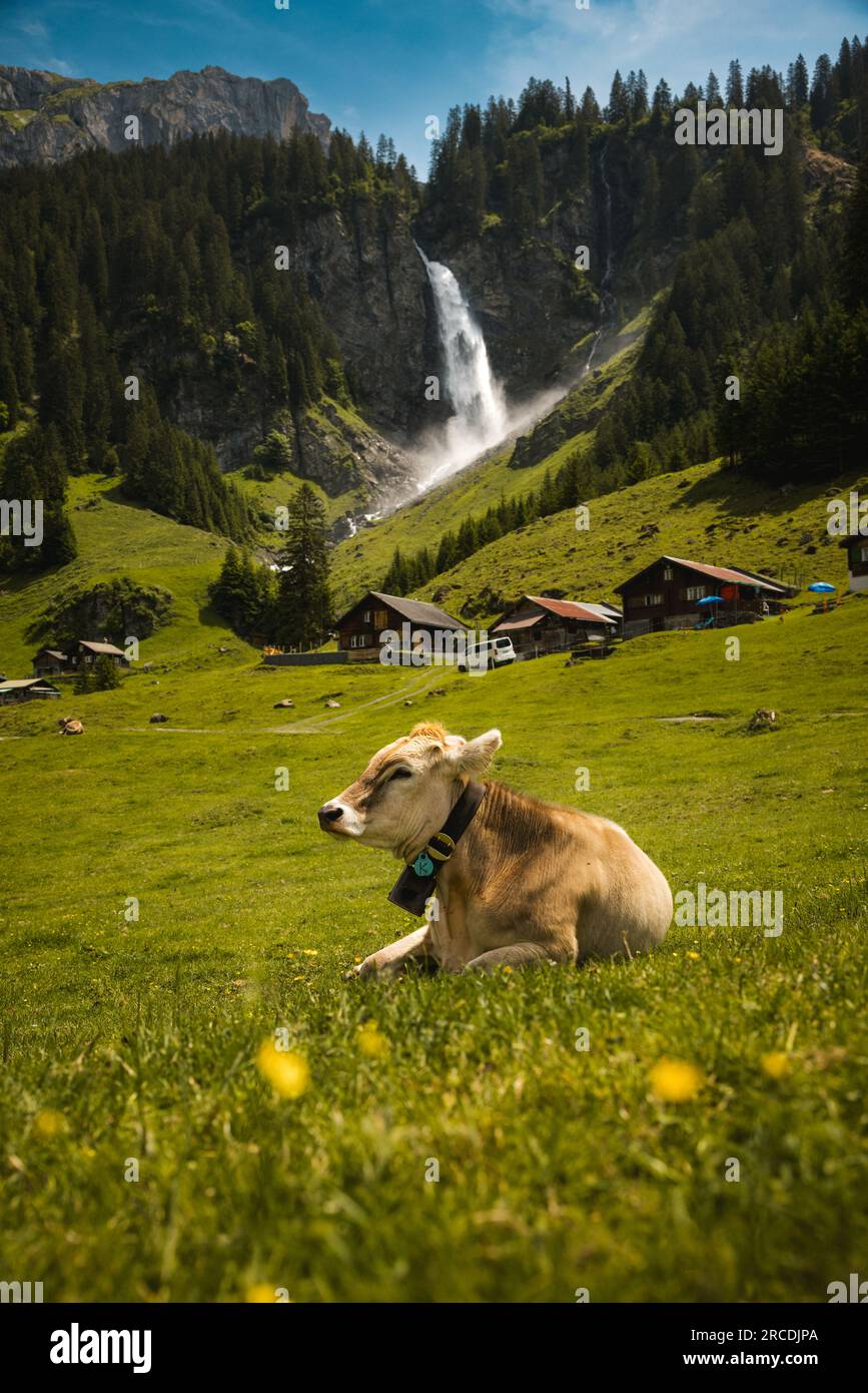 swiss cow lying in front of Stäuber Waterfall, Uri Stock Photo - Alamy
