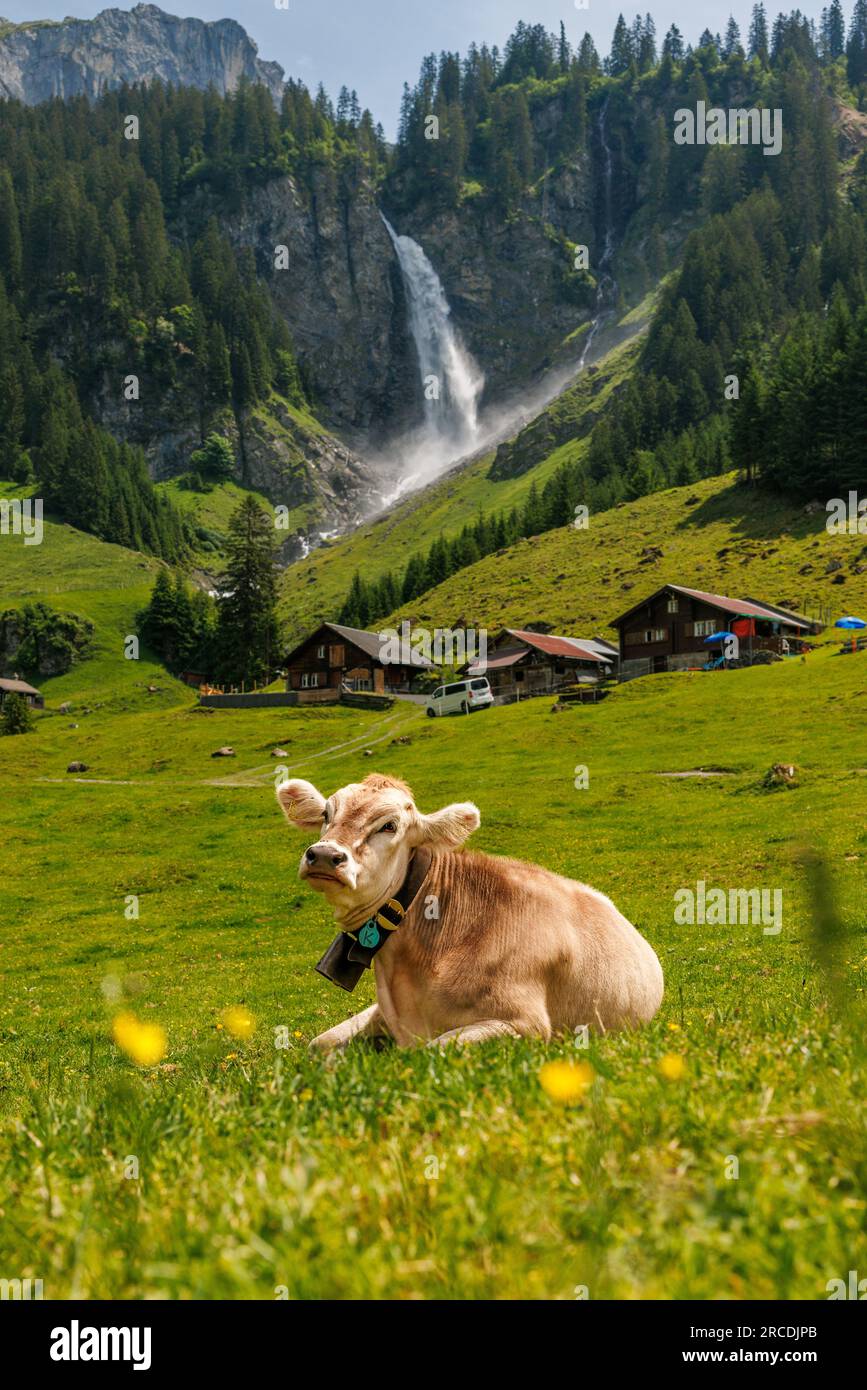 swiss cow lying in front of Stäuber Waterfall, Uri Stock Photo - Alamy