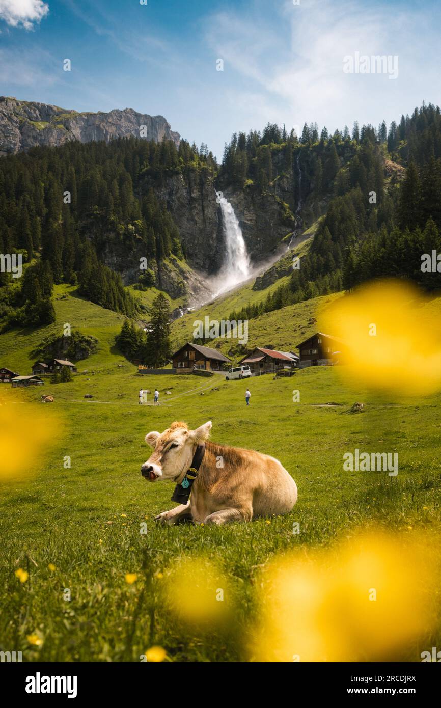 swiss cow lying in alpine meadow in summer with wild flowers in front ...