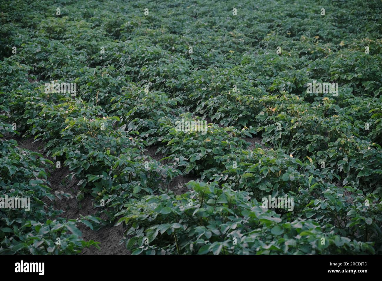 closeup potato field at the sunset Stock Photo - Alamy