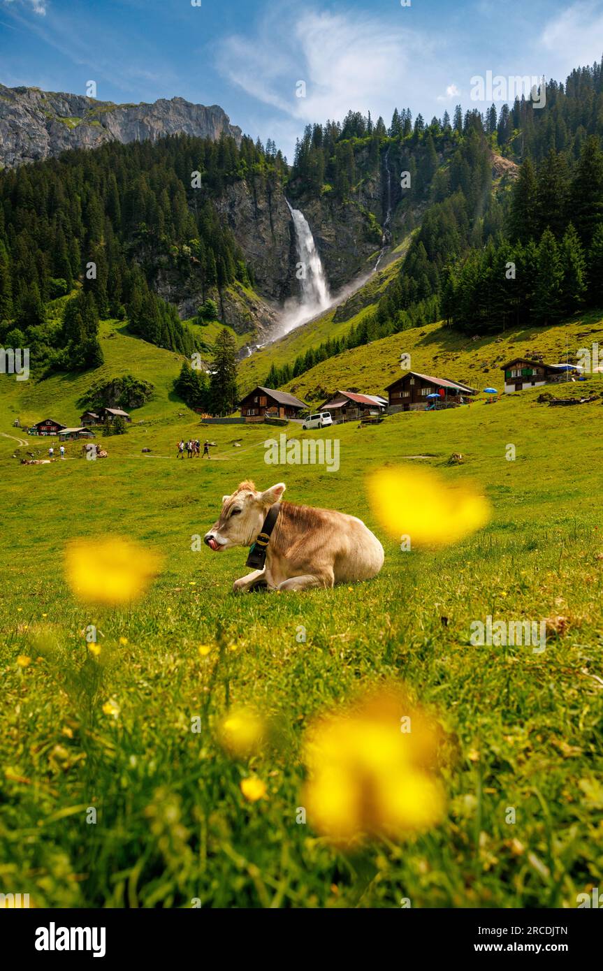 swiss cow lying in alpine meadow in summer with wild flowers in front ...