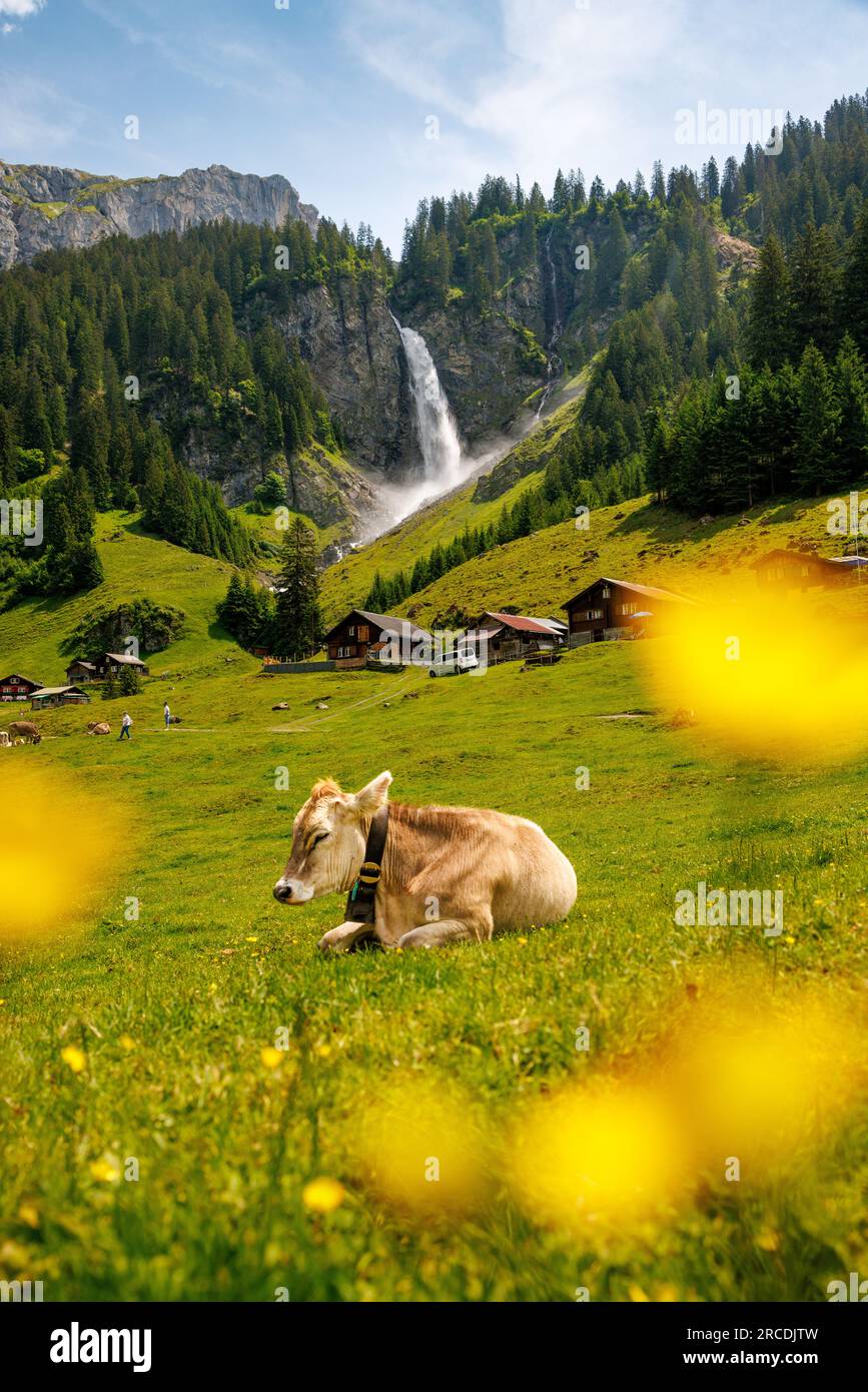swiss cow lying in alpine meadow in summer with wild flowers in front ...