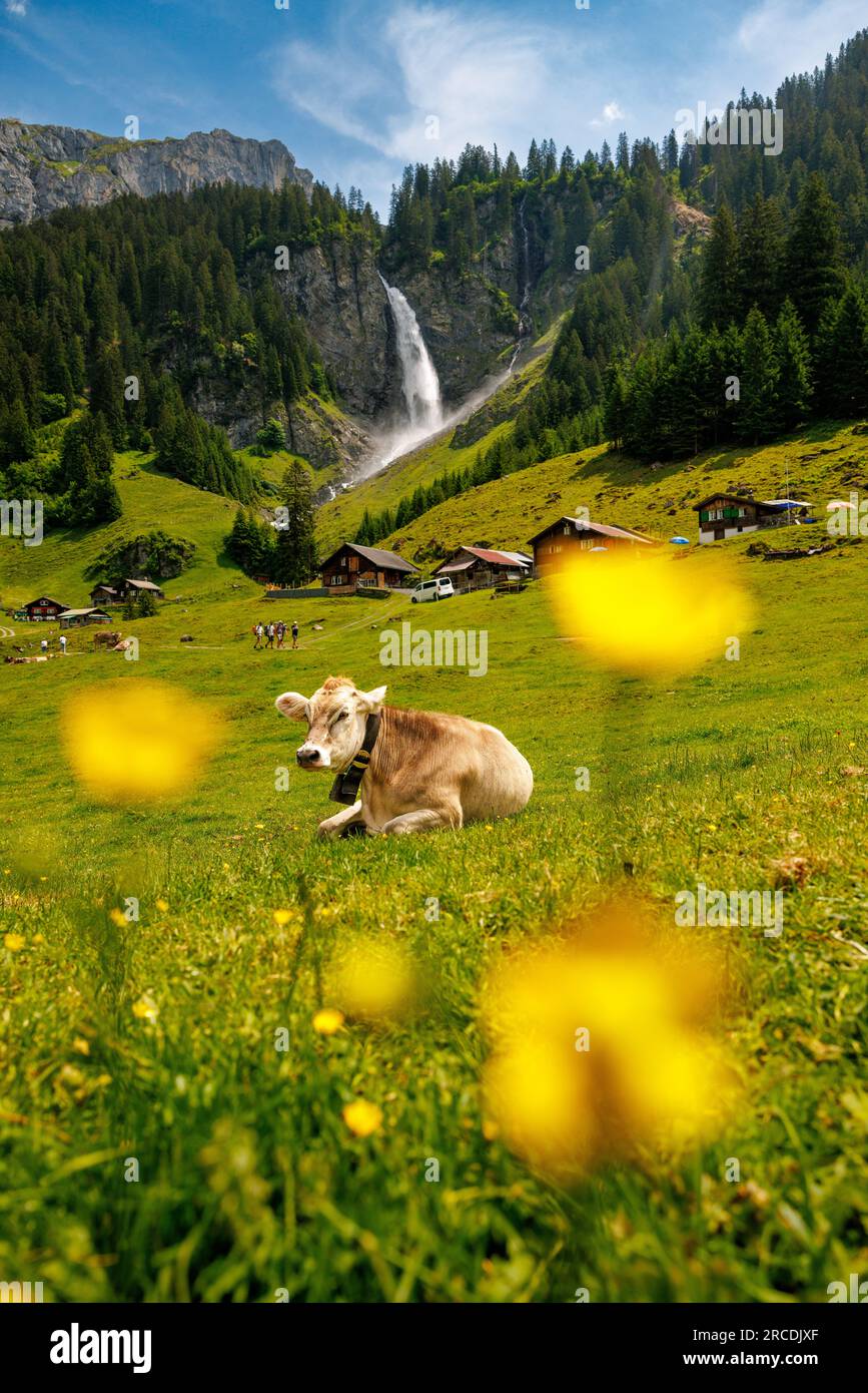 swiss cow lying in alpine meadow in summer with wild flowers in front ...