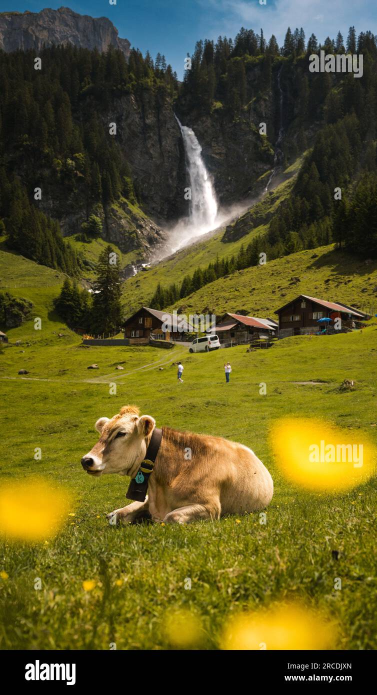 swiss cow lying in front of Stäuber Waterfall, Uri Stock Photo - Alamy