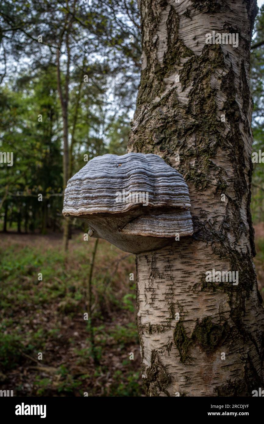 Fomes fomentarius commonly known as the tinder fungus in the side of a ...