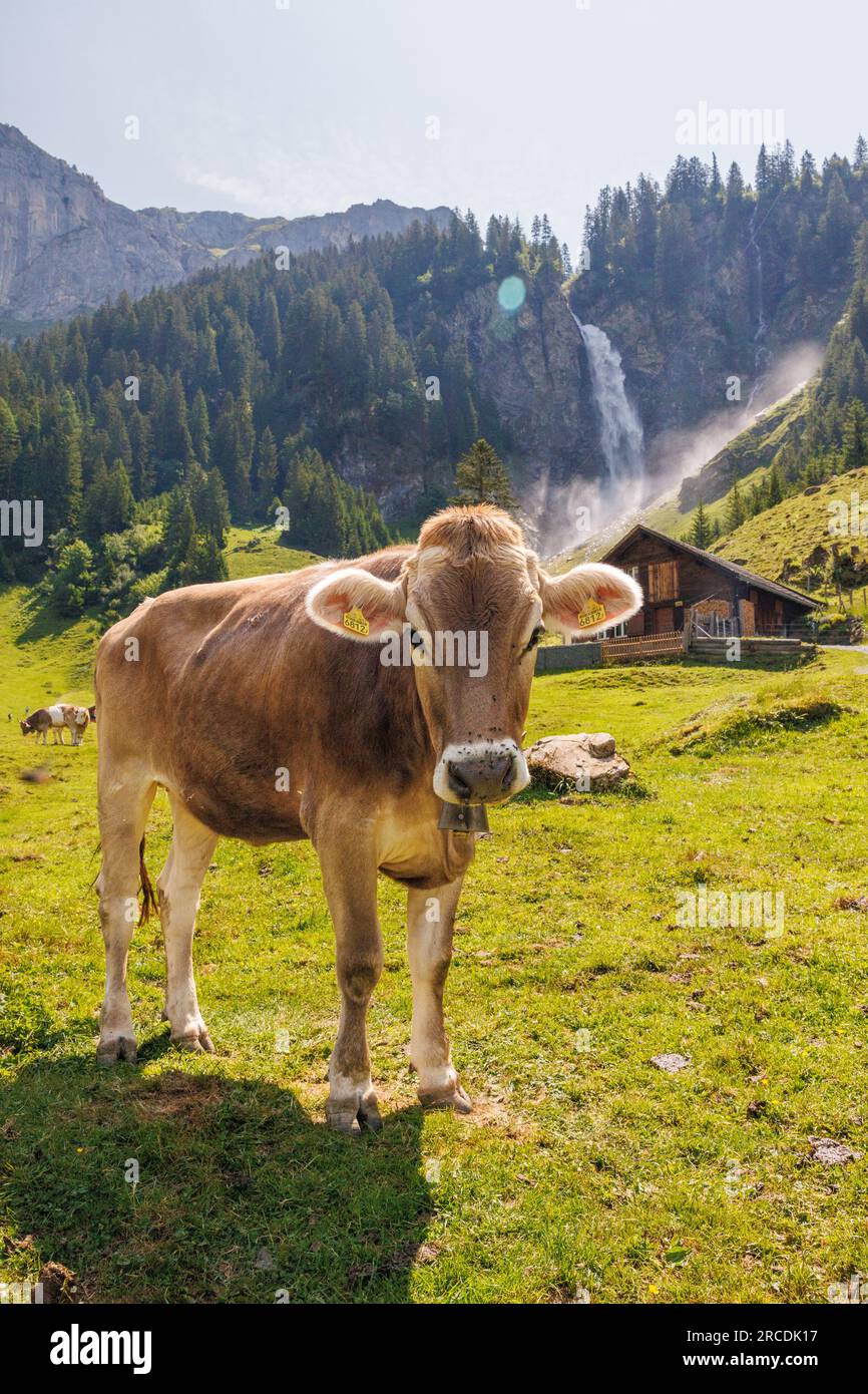 swiss cow on a alpine meadow in front of a waterfall Stock Photo - Alamy