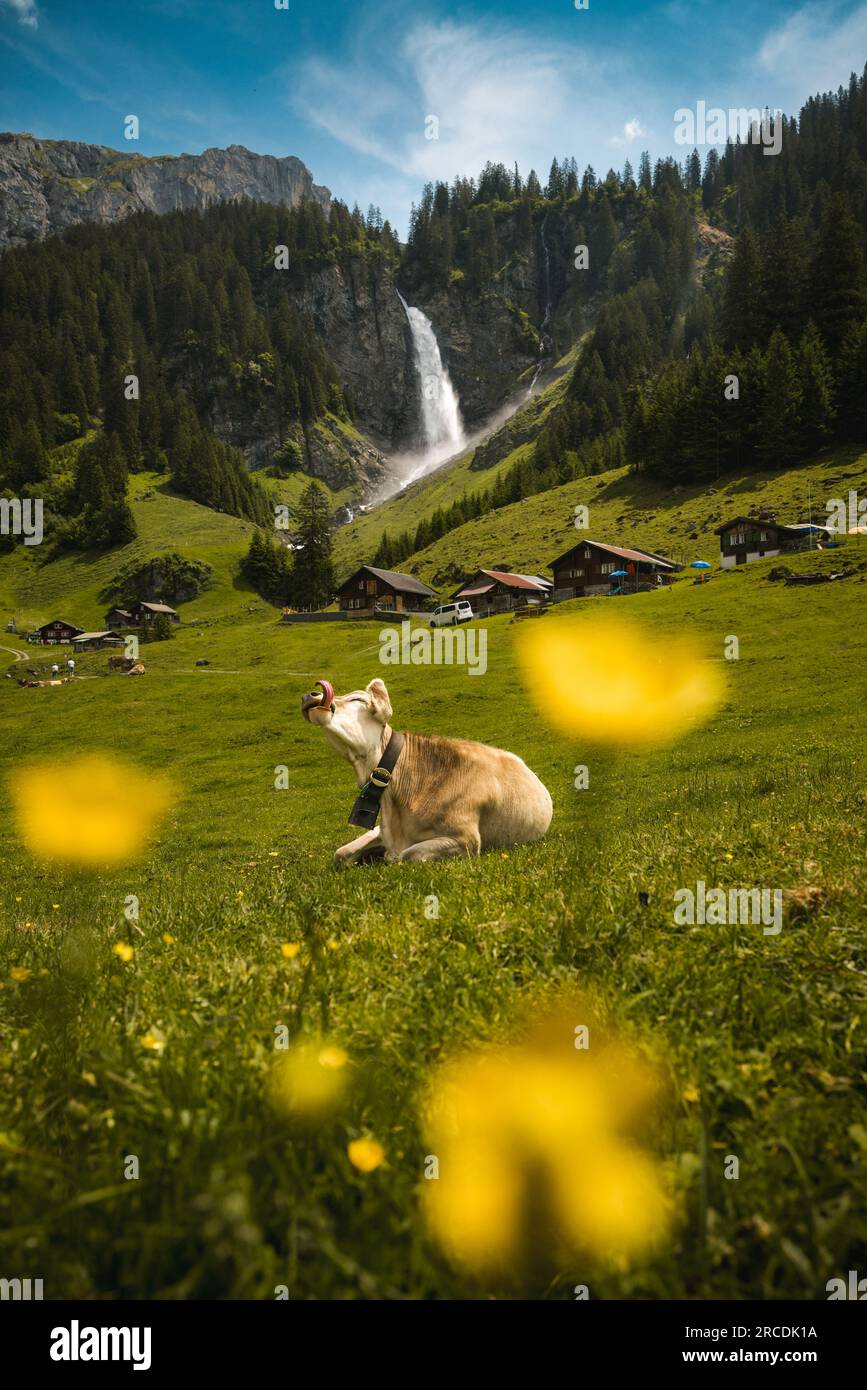 swiss cow lying in alpine meadow in summer with wild flowers in front ...