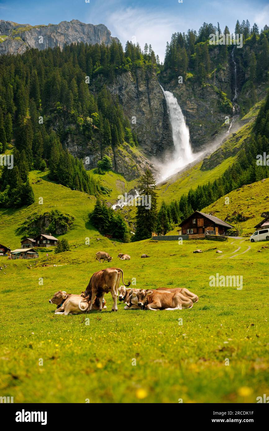 herd of swiss cows lying in an alpine meadow in summer with wild ...