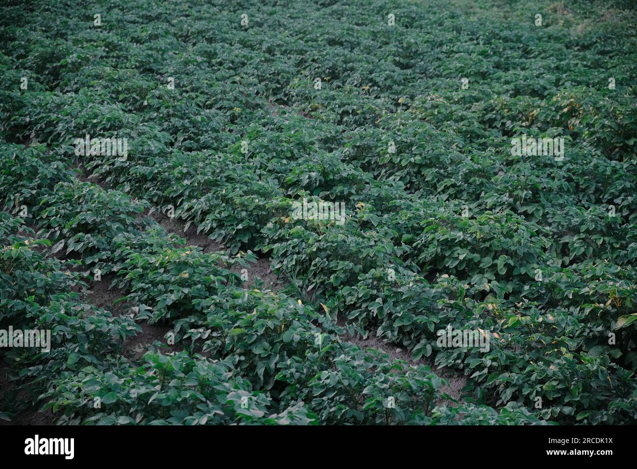 closeup potato field at the sunset Stock Photo - Alamy