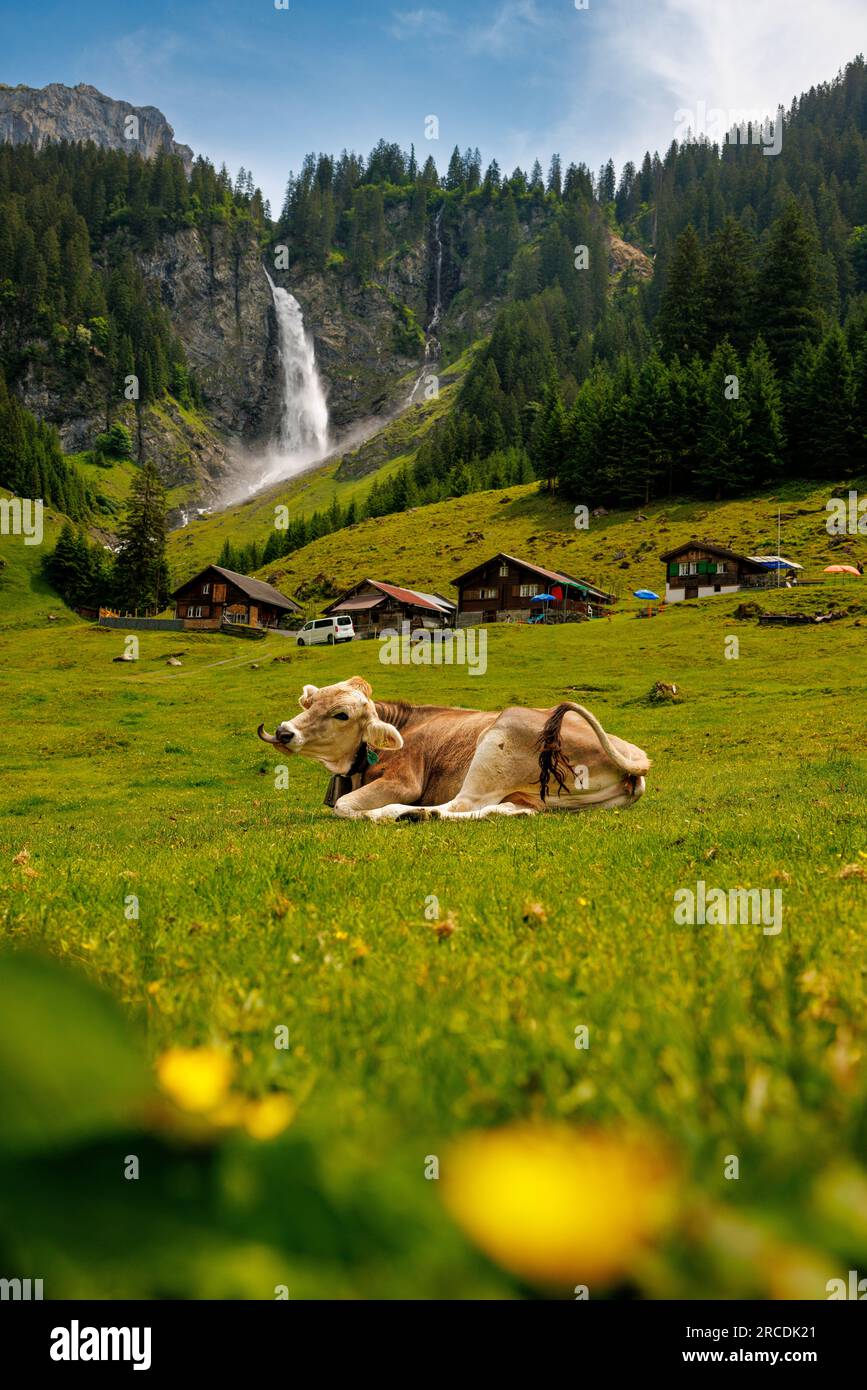 swiss cow lying in alpine meadow in summer with wild flowers in front ...
