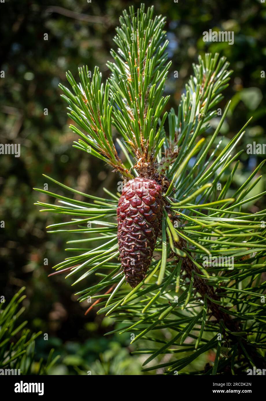 A single pine cone hanging on end of a tree branch with pine needles ...