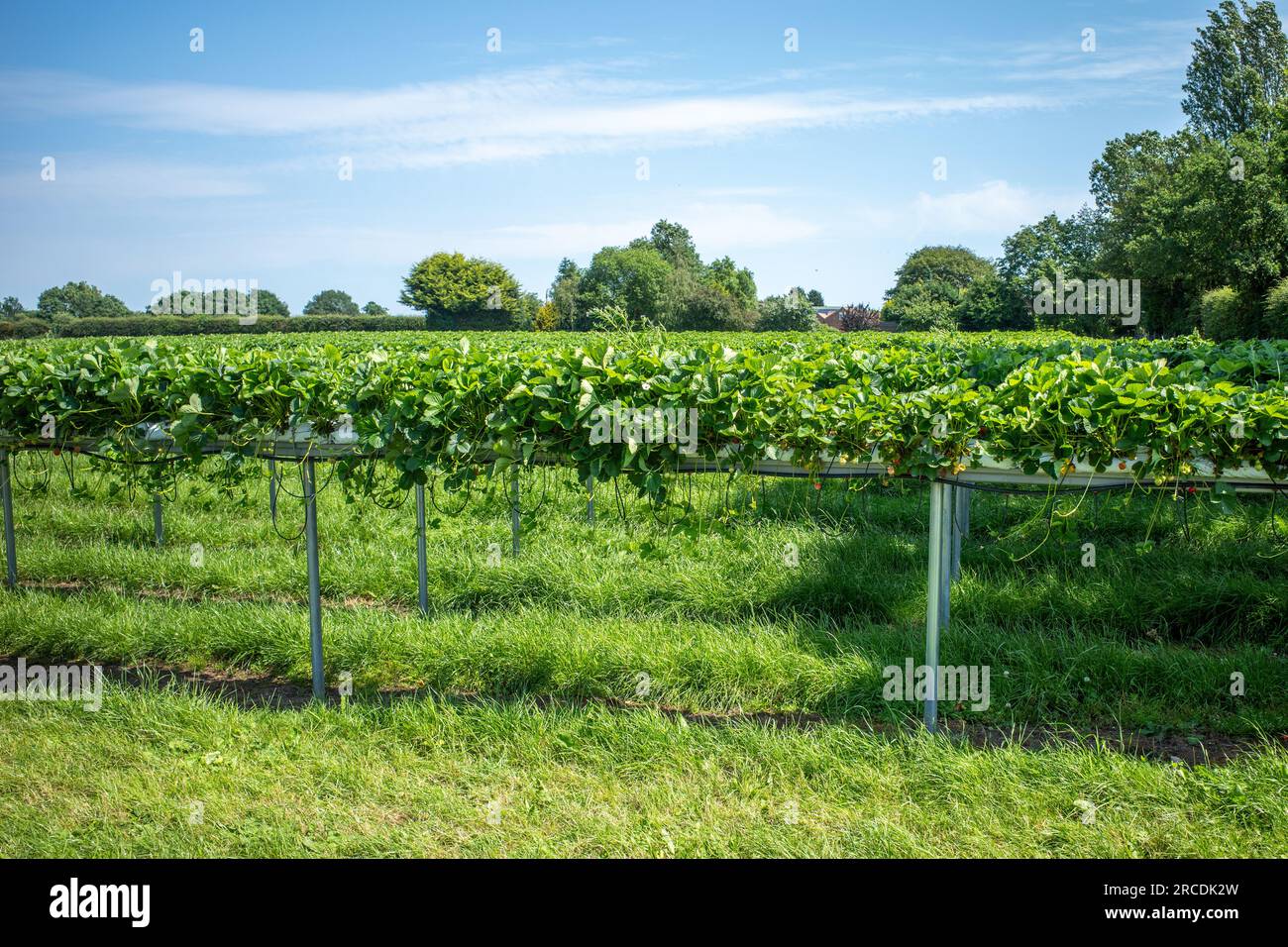 Self pick farm hi-res stock photography and images - Alamy