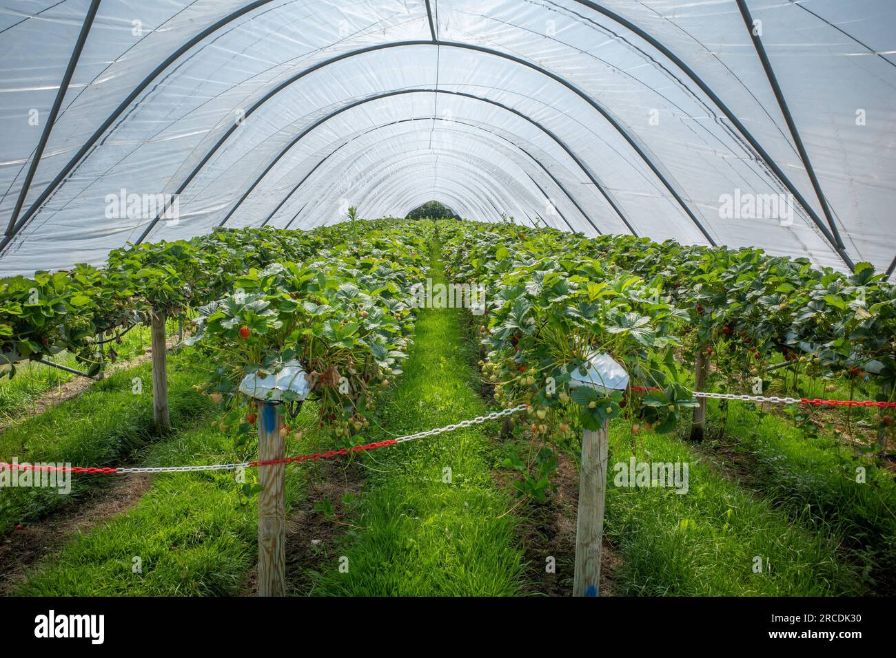 raised rows of strawberry plants at a pick your own farm protected by a ...