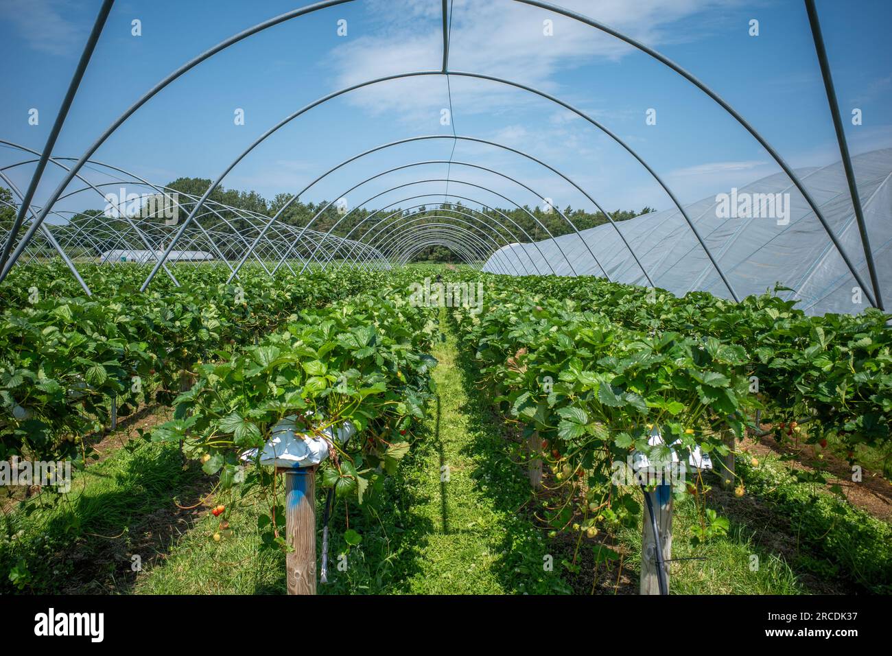 raised rows of strawberry plants at a pick your own farm in an open ...