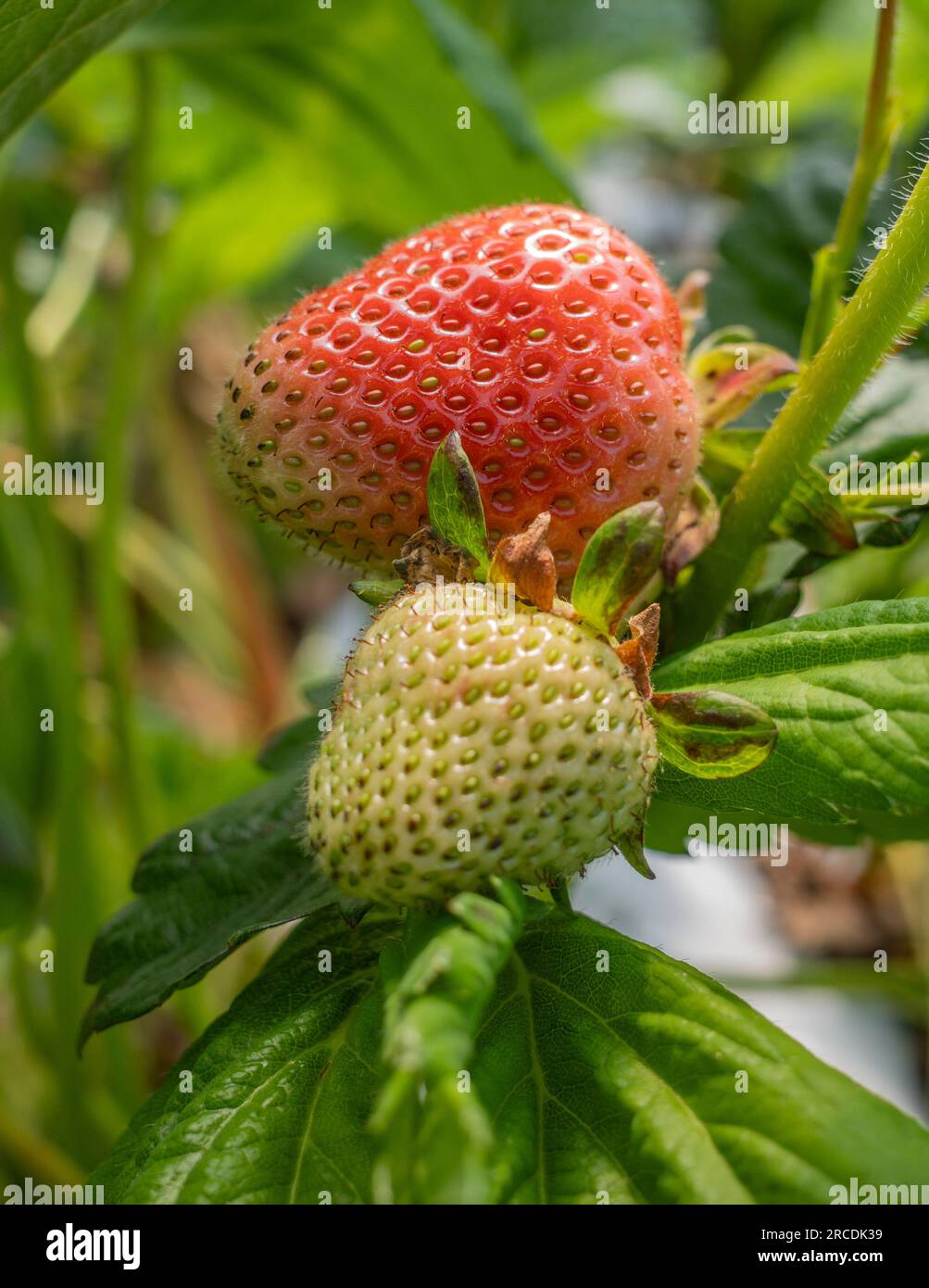 Closeup of two ripening strawberries on a plant with green foliage ...