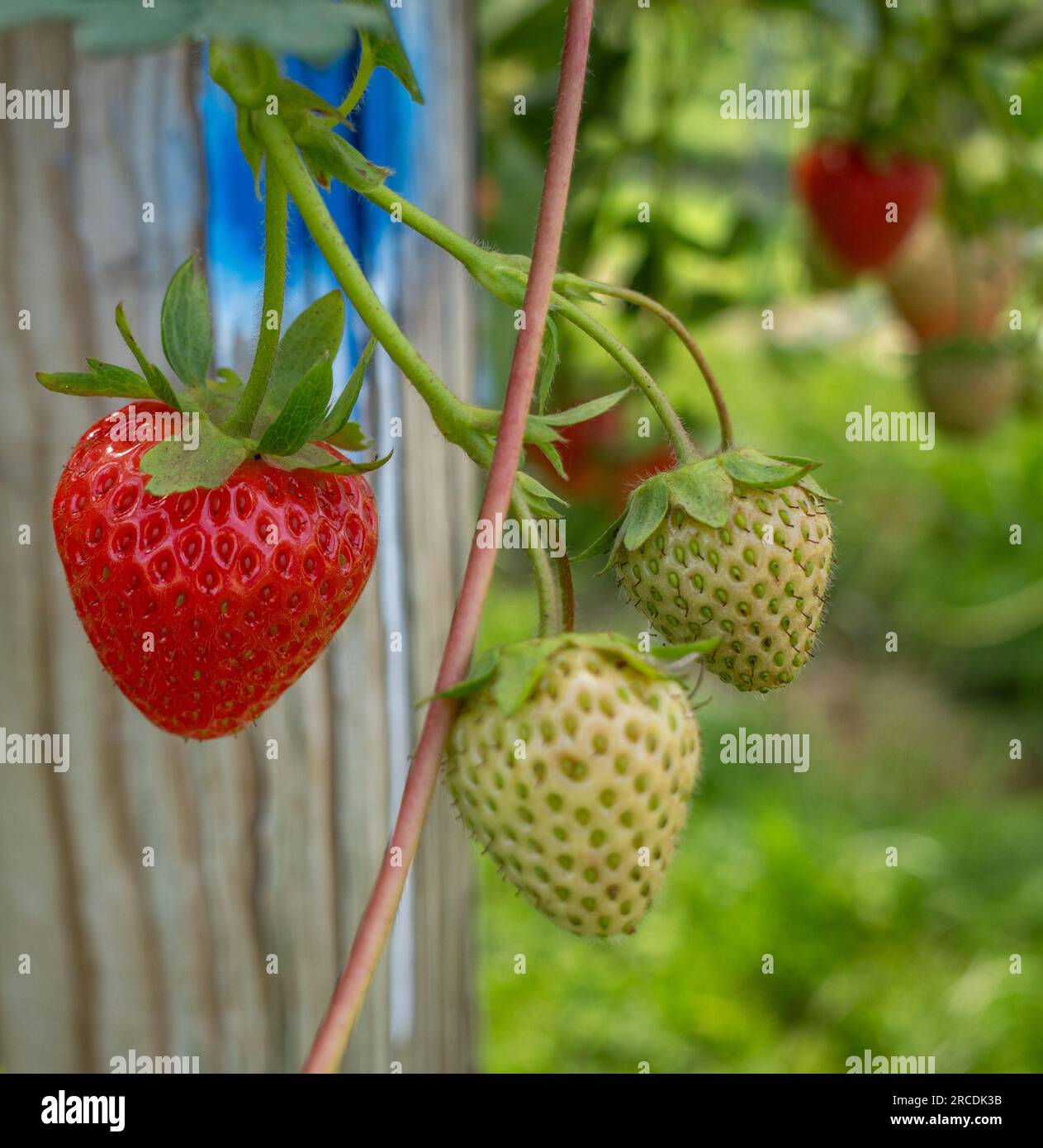 Closeup of ripening strawberries hanging on a plant with green foliage ...