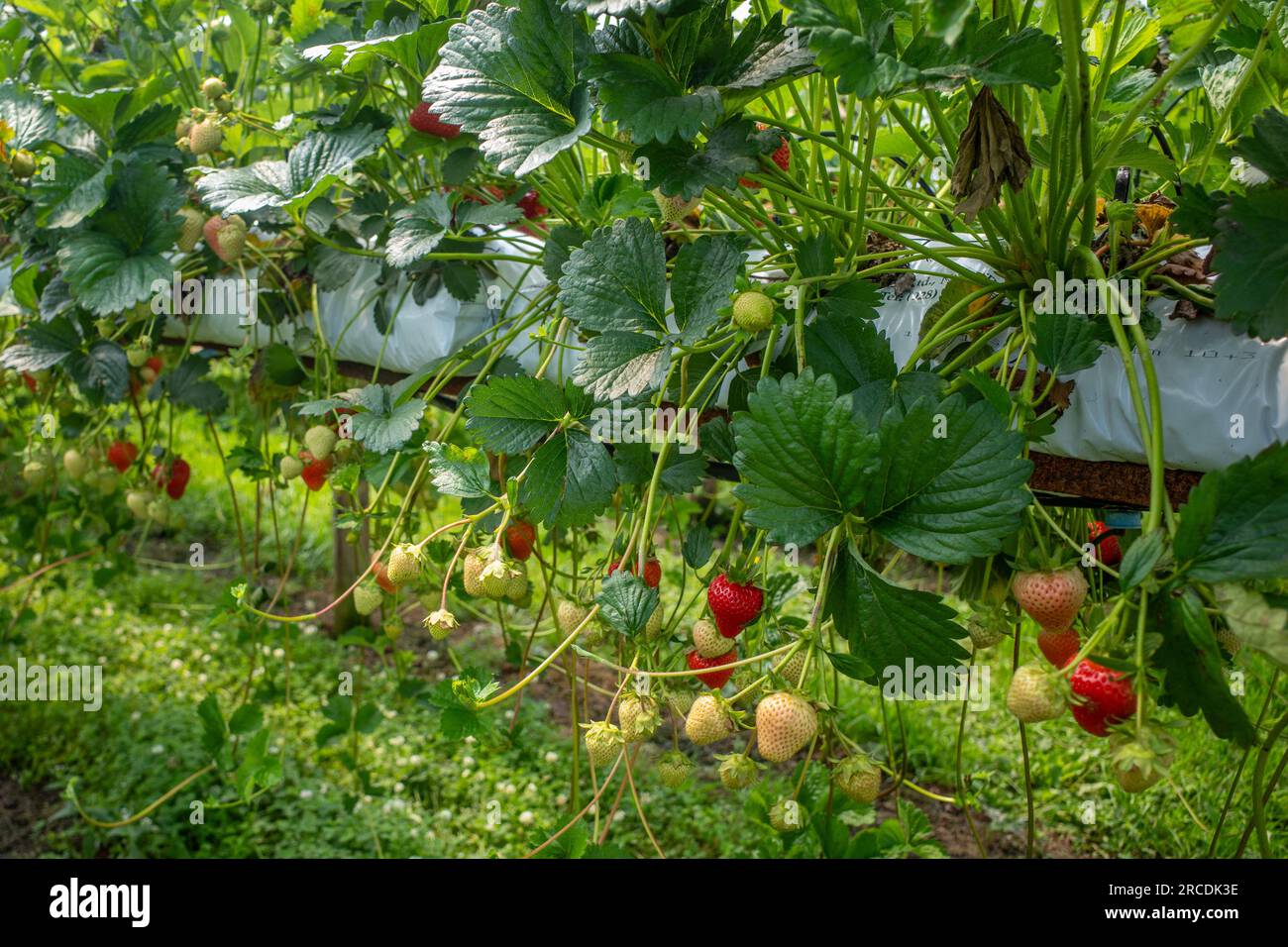 Raised rows of strawberries at a pick your own farm with ripe and ...