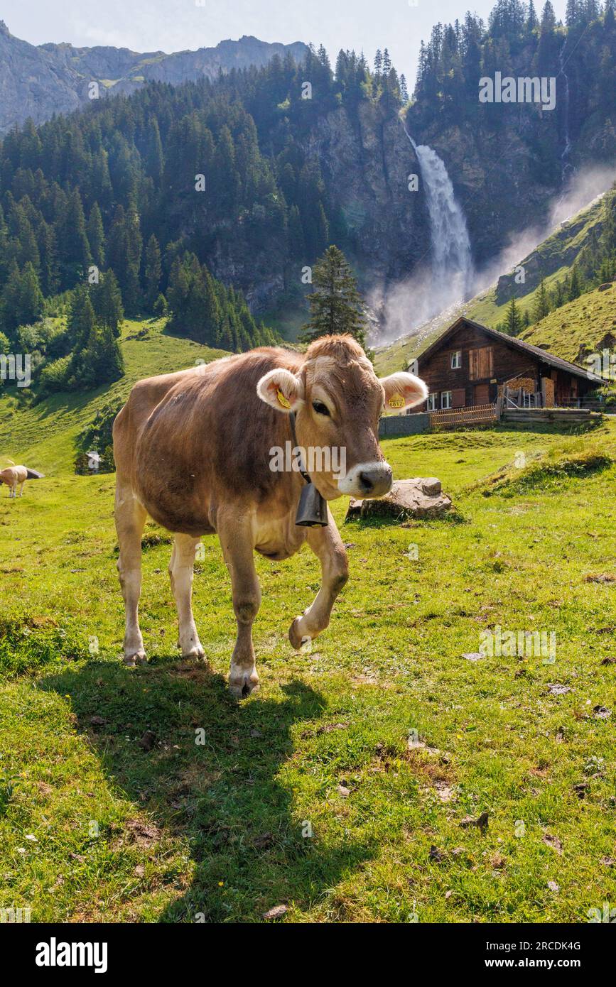 swiss cow on a alpine meadow in front of a waterfall Stock Photo - Alamy