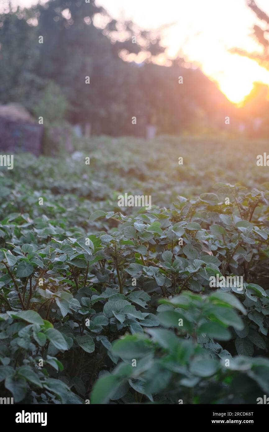 closeup potato field at the sunset Stock Photo - Alamy